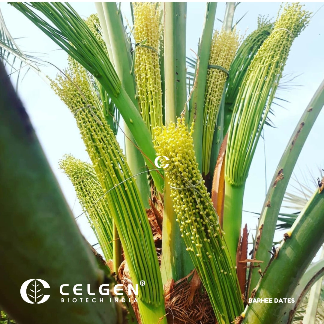 Barhee Dates Tissue Culture Sapling "Phoenix Dactylifera"