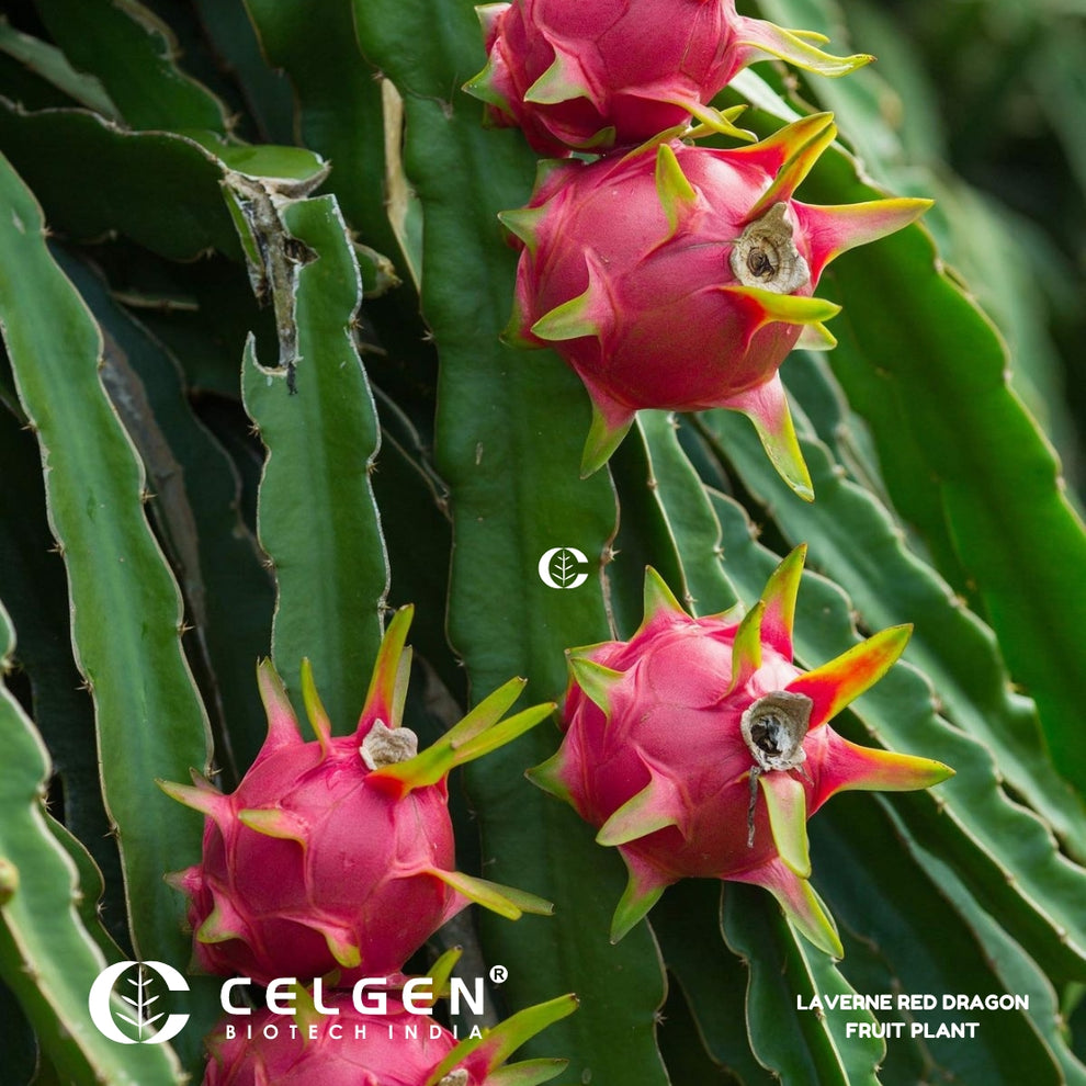 Dragon Fruit - Red Laverne (Flesh Magenta) Tissue Culture Sapling ...