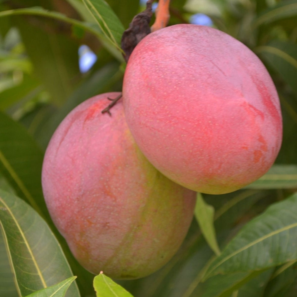 Delicious Mango Ambika Grafted Plants "Mangifera indica"