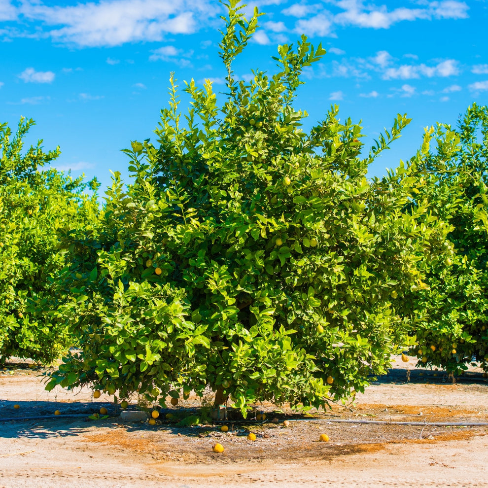 Order Balaji Lime-Tissue Culture Plants (Citrus x Limon)