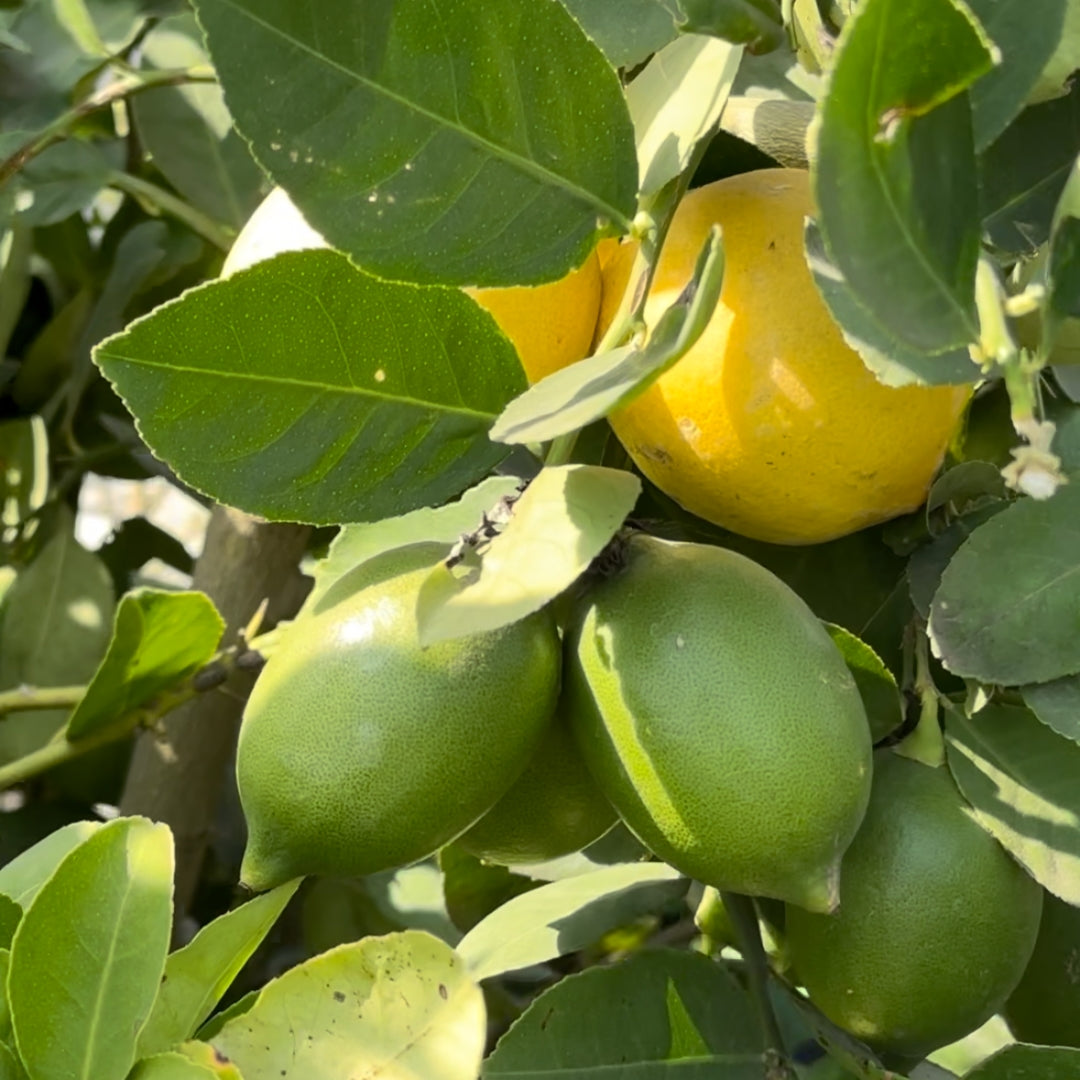 Lamas Lemon -Tissue Culture Plants (Citrus x Lamas 'Improved')