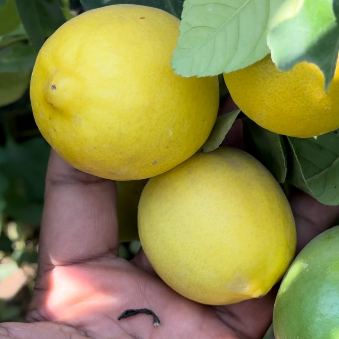 Lamas Lemon -Tissue Culture Plants (Citrus x Lamas 'Improved')