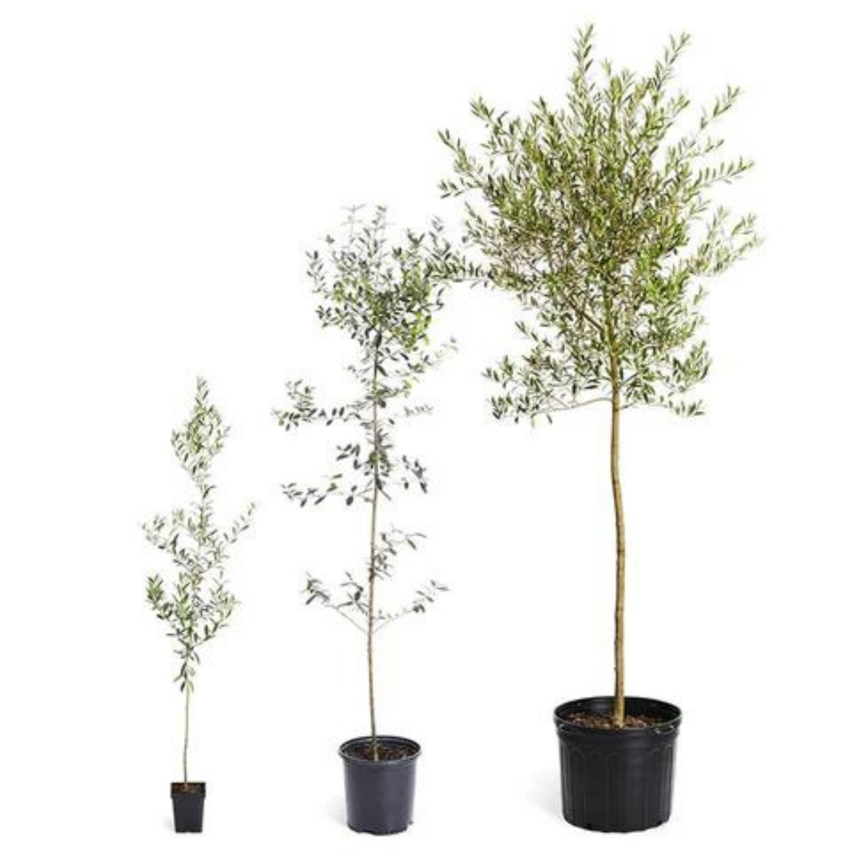 Order Premium Arbequina Olive Tree Saplings Online