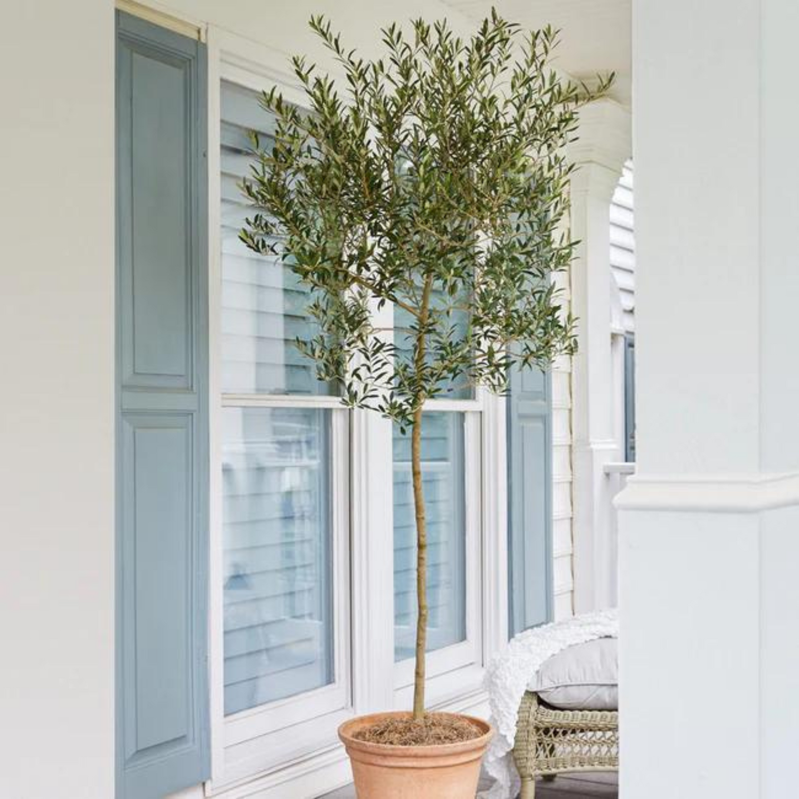 Order Premium Arbequina Olive Tree Saplings Online