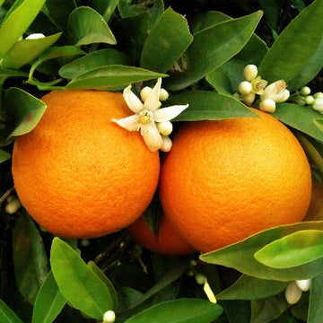 Citrus Fruits – Citrus Tissue Culture – CELGEN Biotech