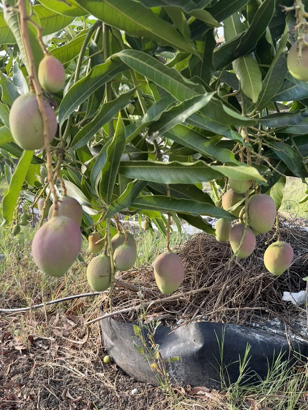 Mango Arunika Grafted Plants "Mangifera indica" | Shop Now!